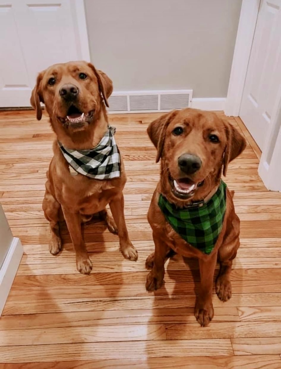 Labs Forever – AKC Certified Breeder