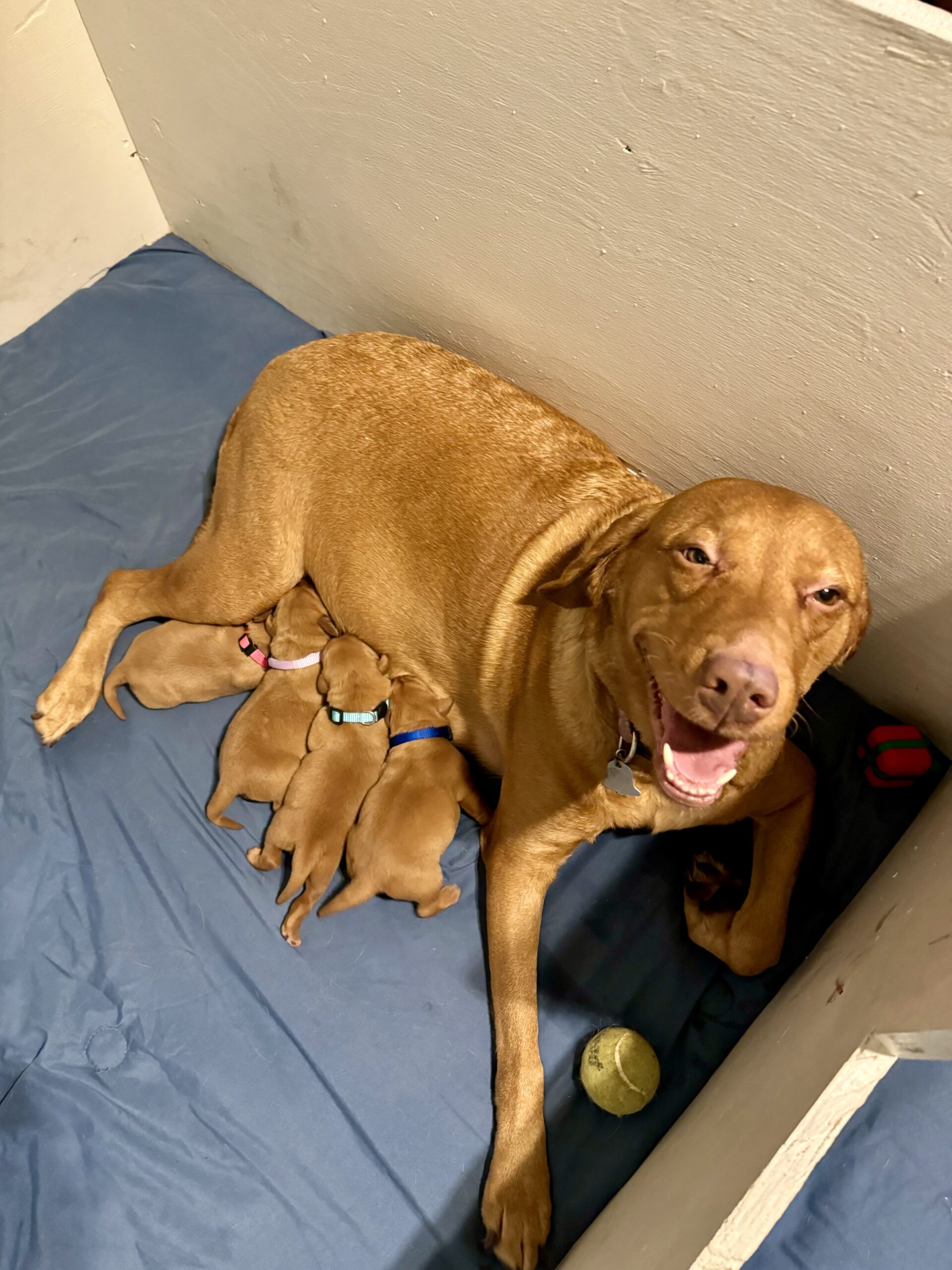 Labs Forever – AKC Certified Breeder